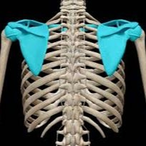 Visible Body 3d Human Anatomy Atlas