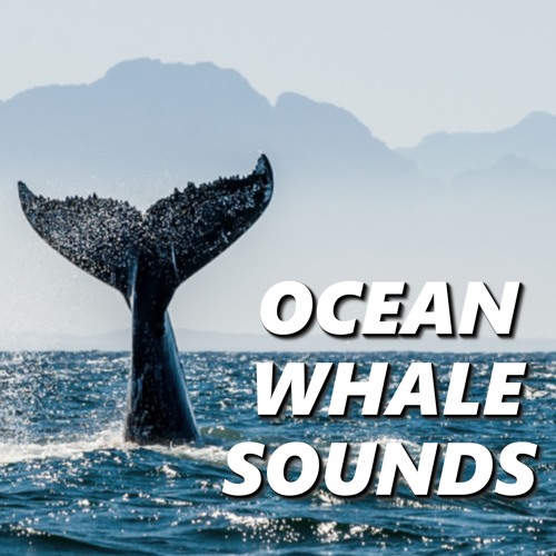 Stream Beautiful Whale Sounds by Whale Sounds Relaxation | Listen ...