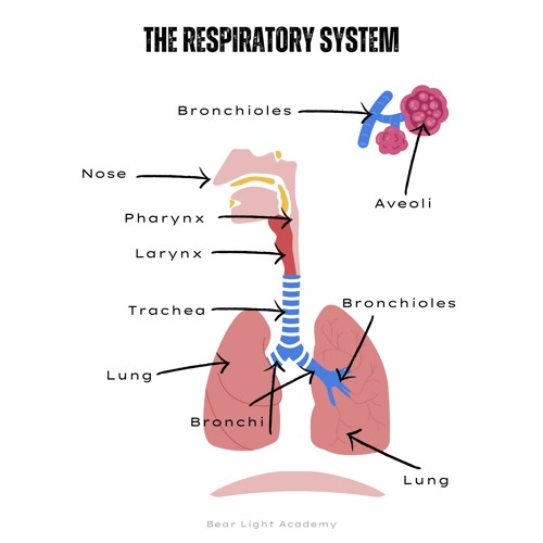 Stream W7 SCIENCE - Respiratory System by Bear Light Academy | Listen ...
