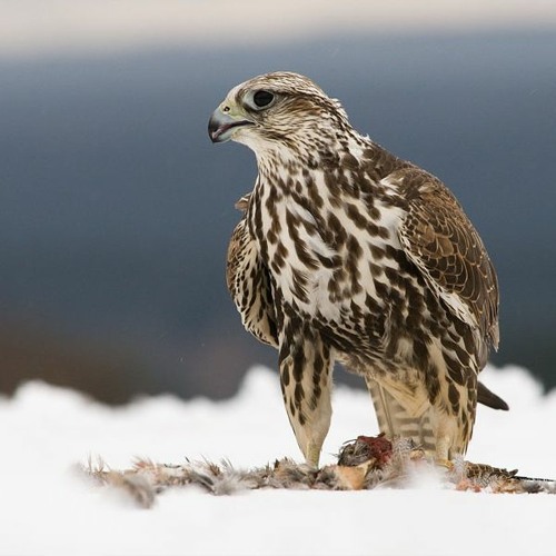 Stream Шонхор шувуу by Mongolian National Radio | Listen online for ...