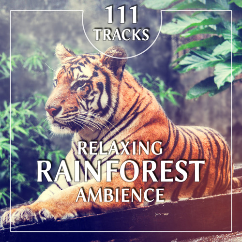 Stream Relaxation Rainforest Music for Kids by Natural Sounds Music ...