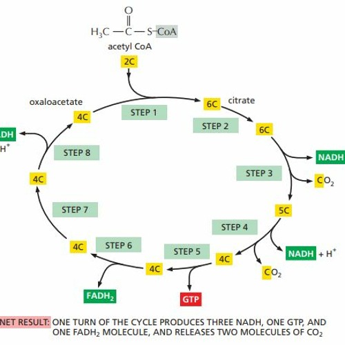 Stream episode El Ciclo de Krebs y la Fosforilación Oxidativa: Energía ...