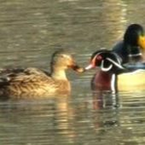 Stream WALDO THE DUCK (musical story)-wav by User 66771741 | Listen ...