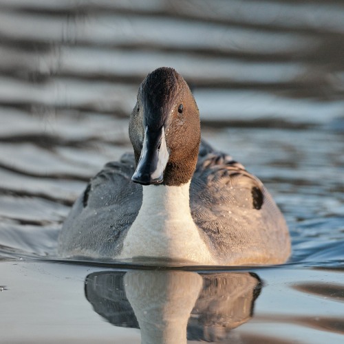Stream Waterfowl Hunting Throughout The Desert by The Nevada Department ...
