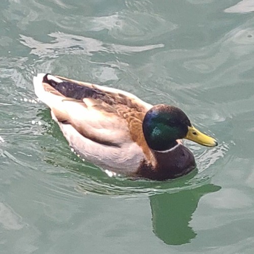 Stream dj ducky - the increasing complexity of the 21st century by hans ...