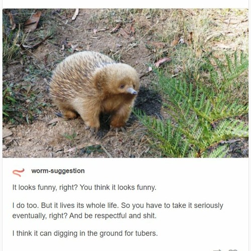 Fan art | Fibonacci Money Spread | Know Your Meme