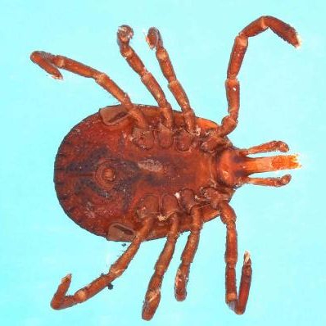 Stream Ticks, Chiggers, and Poison Ivy with Dan Zarlenga at MO ...