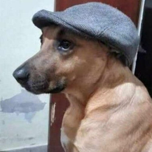 Stream cachorro de boina by ★ albns ★ | Listen online for free on ...