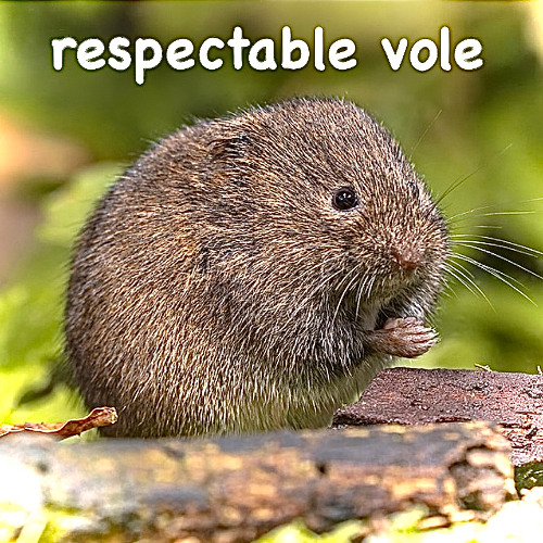 Stream RESPECTABLE VOLE by CHIMPANZEE GUN CLUB | Listen online for free ...