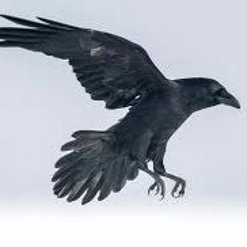 Stream episode Ravens, Swallows, Cicada Killer Wasps, and More with Al ...