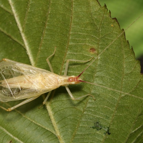 Stream Black-horned Tree Cricket and Broad-winged Tree Cricket pitch ...