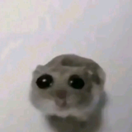 Stream ﻿Sad Hamster Violin Meme (Full) by Retz | Listen online for free ...