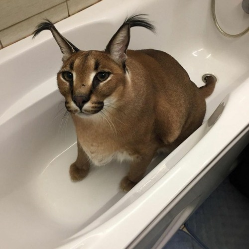 Stream FLOPPA CITY (war crime edition) by scarstuck | Listen online for ...