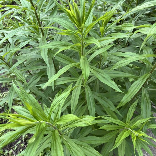 Stream flight to your heart 145bpmE.mp3 by DJ Merc | Listen online for ...