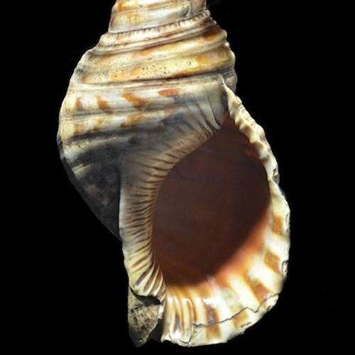 Stream episode Ancient conch shell plays its first tune in 18,000 years ...
