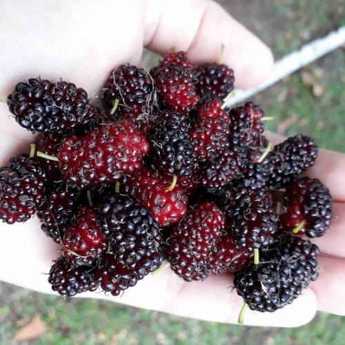 Stream piruri by beatriz goulart | Listen online for free on SoundCloud