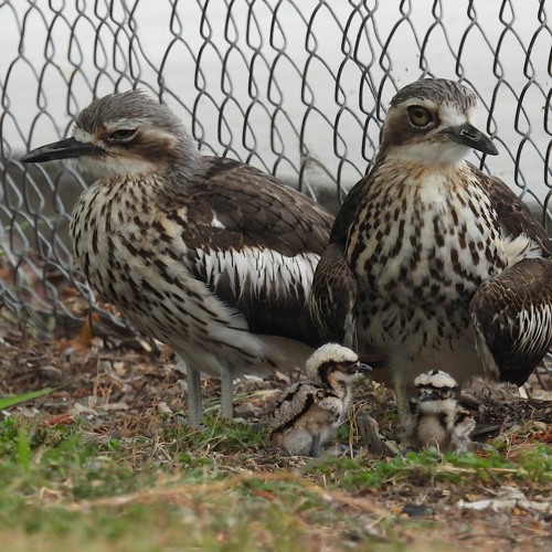 Stream Bush Stone-curlew - Alarm call by BirdlifeSQ and Birds ...