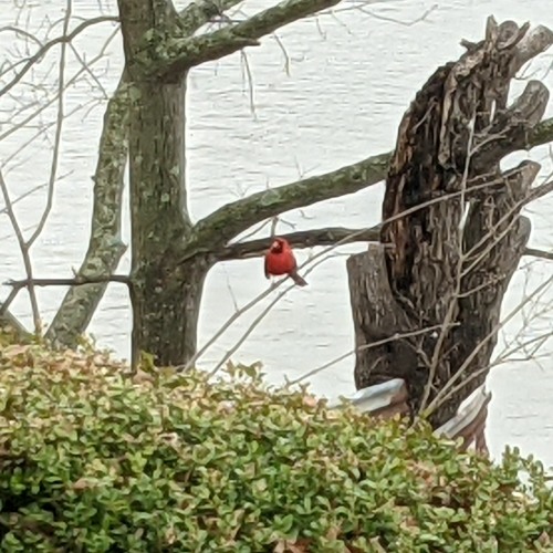 Stream Cardinal In A River Oak Tree by iluvstrats | Listen online for ...