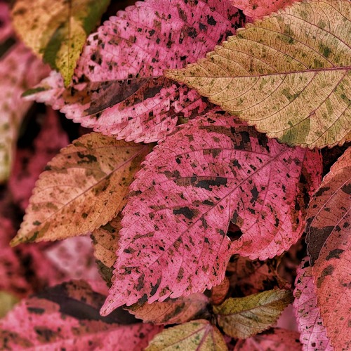 Stream Razik Muhammed | Listen to peace playlist online for free on ...