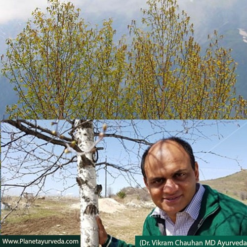 Stream Bhojpatra, Bhoj Patra (Betula Utilis) where Veda were written on ...