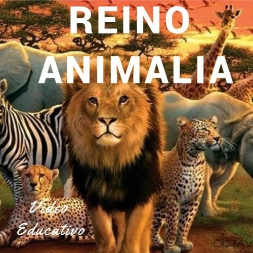 Reino Animalia Reino Animal — Northern Pictures