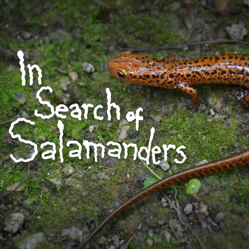 Stream In Search Of Salamanders by Cobra vs. Baby | Listen online for free on SoundCloud