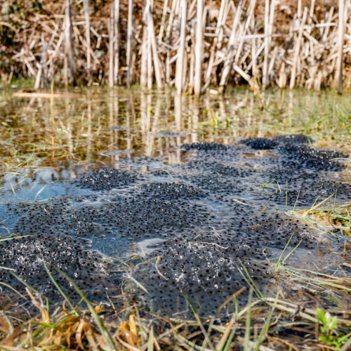 Stream Whistlewood Equinox mix. Frogs and spring bird calls. by ryouell ...