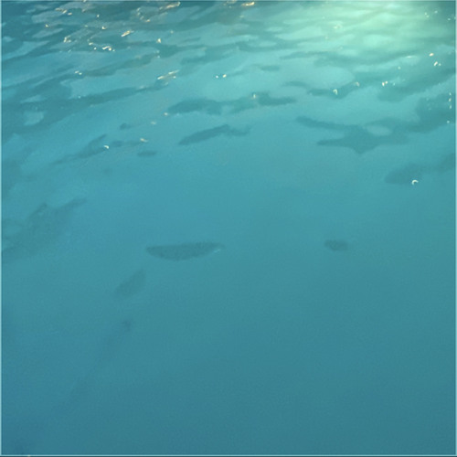 Stream lil b - birth of rap + im god by solitary | Listen online for ...