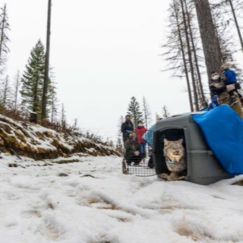 Stream WA tribes reintroduce species to native habitat by Public News ...