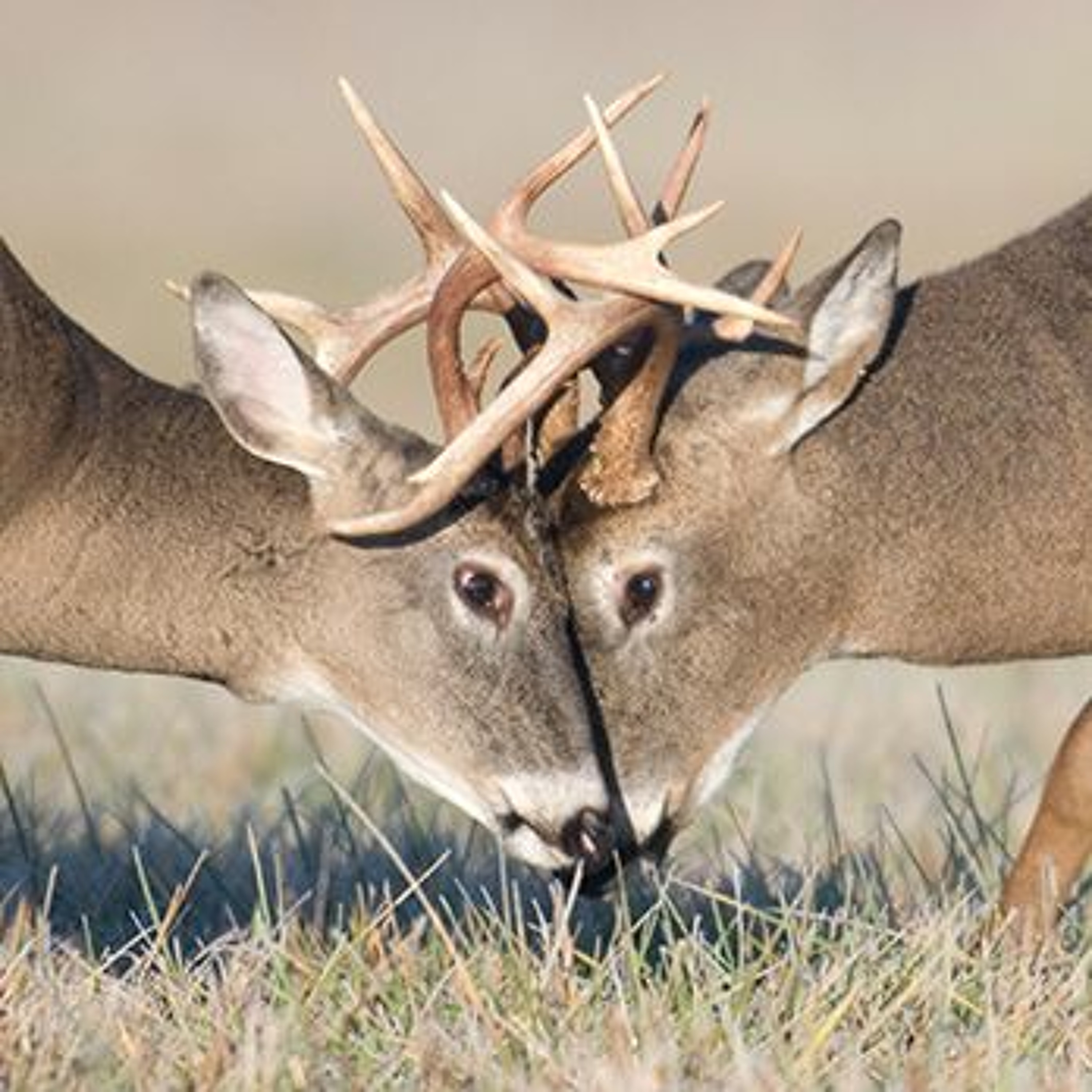 Tennessee WildCast - CRITTERFACTS