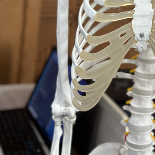 Stream Histology revision - 23 Oct by Eyad Ayman | Listen online for ...