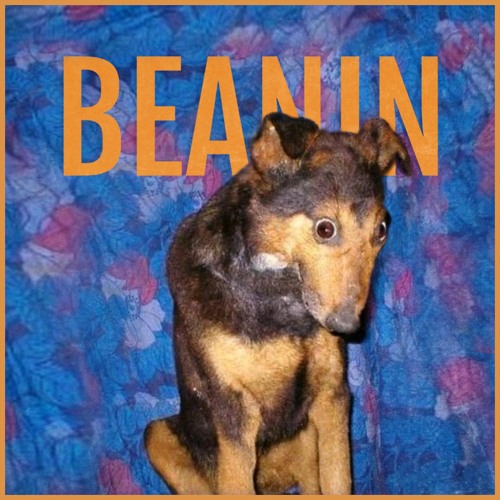 Stream We Got Beanin' by Addison Yarborough | Listen online for free on ...