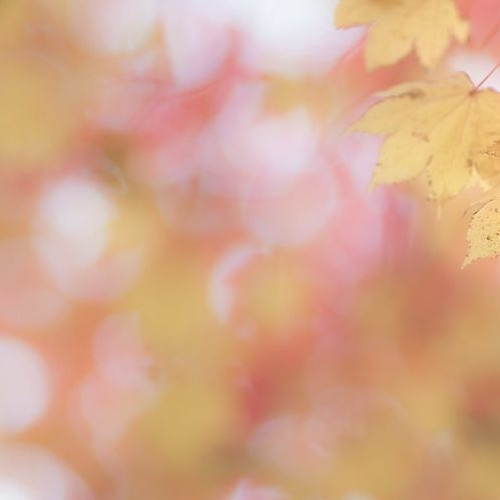 Stream Pretty Thief (feat. Jordan Whitlock) (2023) by Jude Cole ...