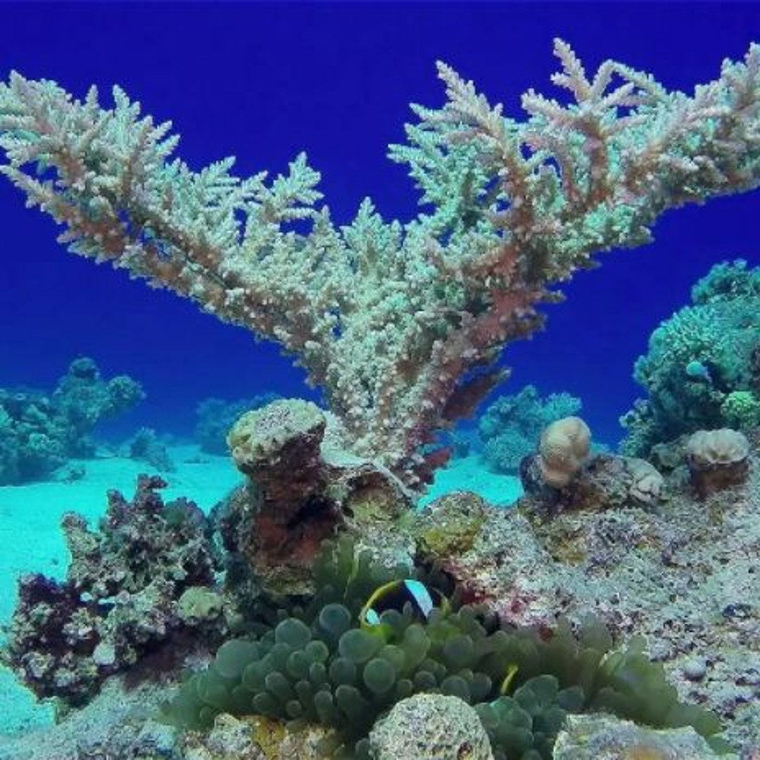 Stream Airs rock background music 🍎FREE DOWNLOAD by Akebi Sailor ...