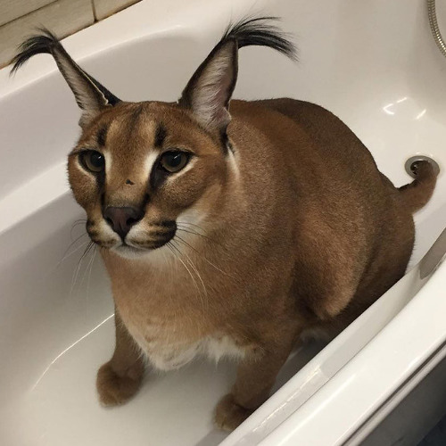 Listen to music albums featuring headlock- imogen heap triple layered ...