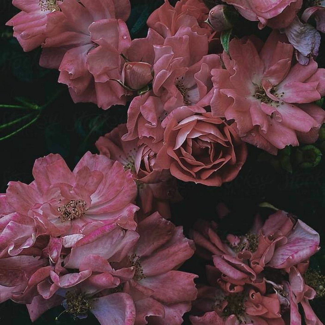 Stream 3 shades of rose (prod. H3ZVR) by KayNeS | Listen online for ...