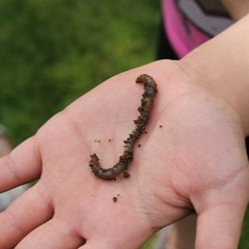 Stream Worms Worms by thepineproject | Listen online for free on SoundCloud