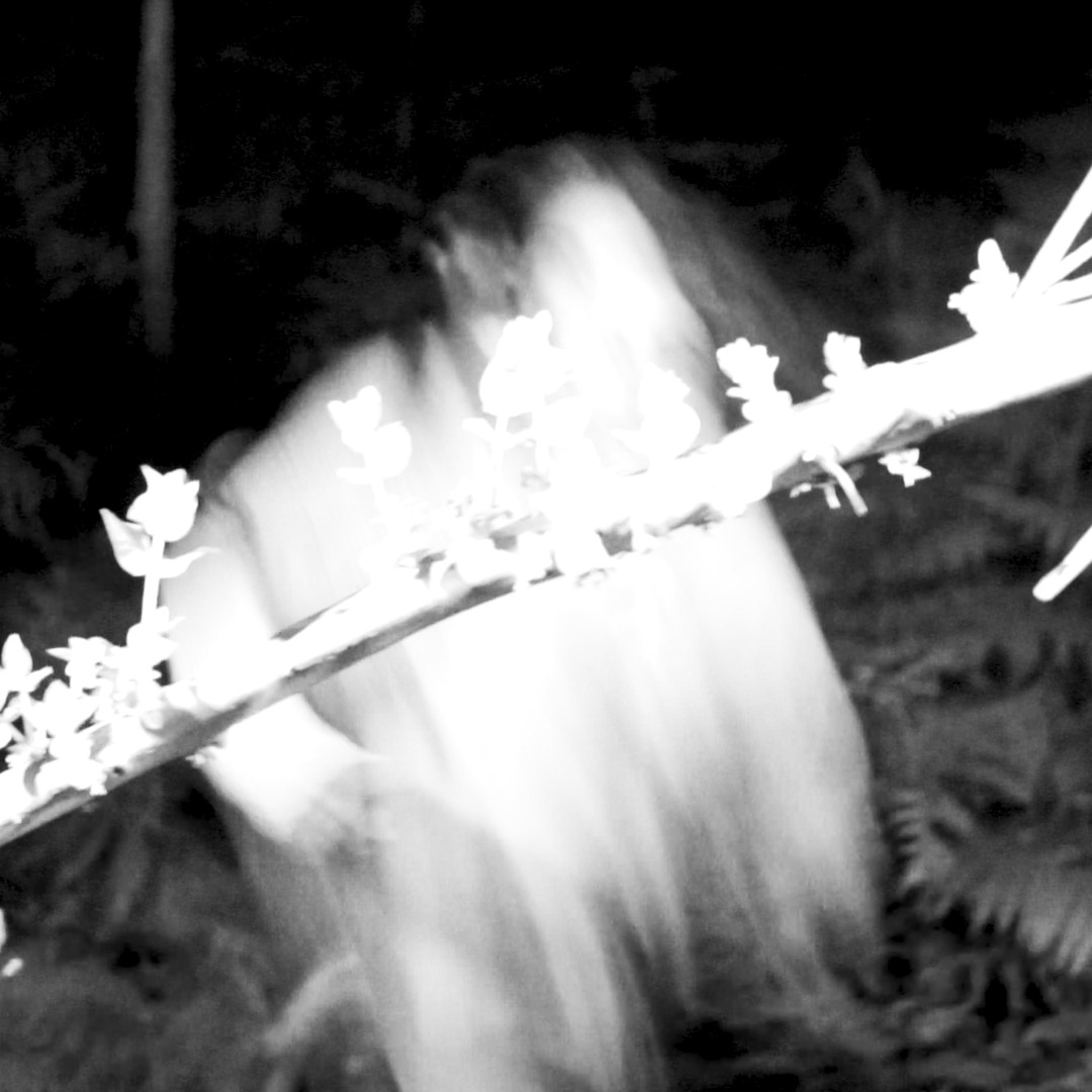 Stream O Simples Mente - Arrendar (2025) (single) Id by Radio Olisipo | Listen online for free ...