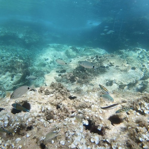 Stream Exclusive set for Pyramid by Razvan Frunza | Listen online for ...