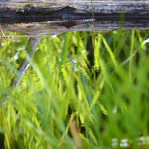 Stream Leaves Of Grass by Christopher Kinman | Listen online for free ...