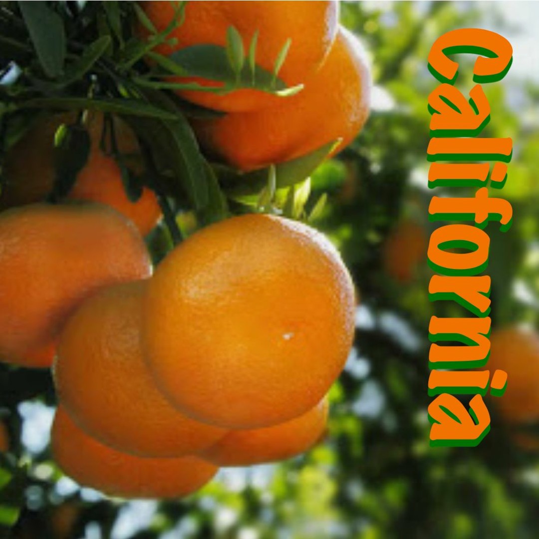 Stream California Screamo Acapella by Our Fifty States Project | Listen ...