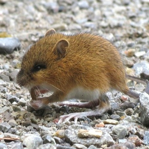 Stream The Legend Of Jumping Mouse by AndyVine | Listen online for free ...