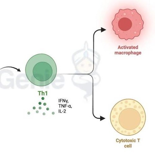 Stream episode Guide to Understanding Th1 and Th2 Cells by Assay Genie podcast | Listen online ...