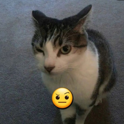 Stream serker | Listen to Sha boom playlist online for free on SoundCloud