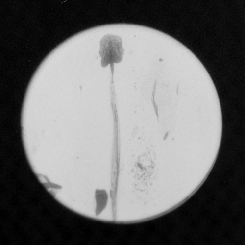 Stream Triste Janero - In the garden (cover) by Alicia Val | Listen ...