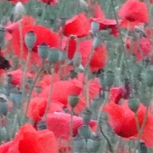 Stream Marco Lucchi & Wilfried Hanrath - Poppies by Orchestra Eclettica ... Stream Marco Lucchi & Wilfried Hanrath - Poppies by Orchestra Eclettica ...