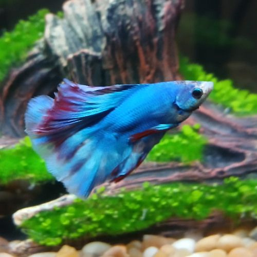 Stream Fishing For Fernando by elliotthenice | Listen online for free ...