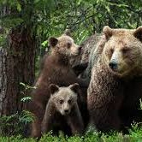 Stream episode HISTORIA OSO by María José Hernández podcast | Listen ...