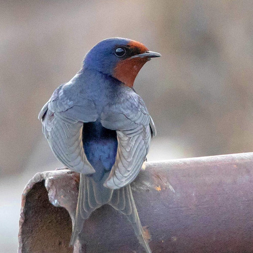 Stream episode Barn Swallow call by Munkh-Orgil podcast | Listen online ...