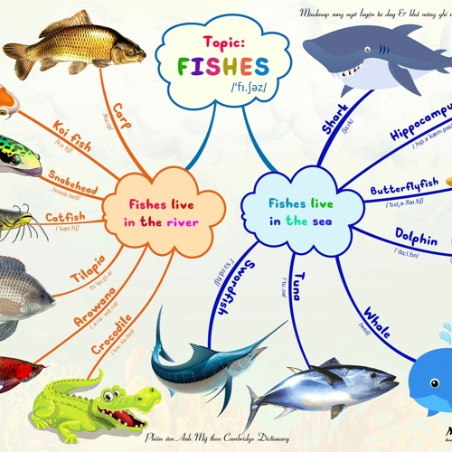Stream episode [MỚI NHẤT - ENG] Topic Fishes | Mindmap song ngữ ...